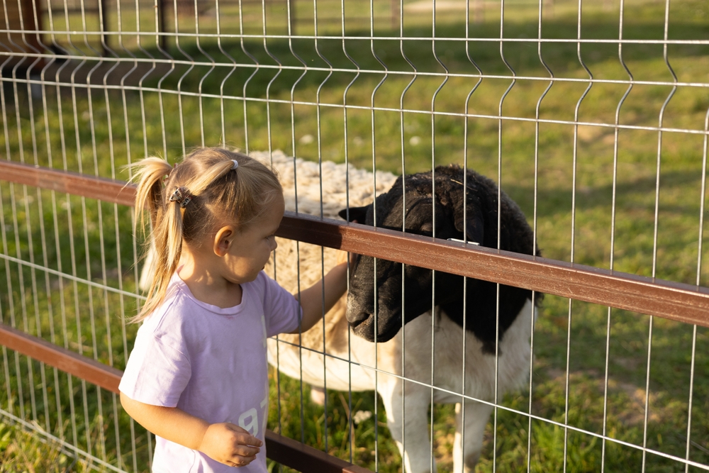 Types of Pet Enclosures for Your Furry Friends - Ideal Fence Ottawa